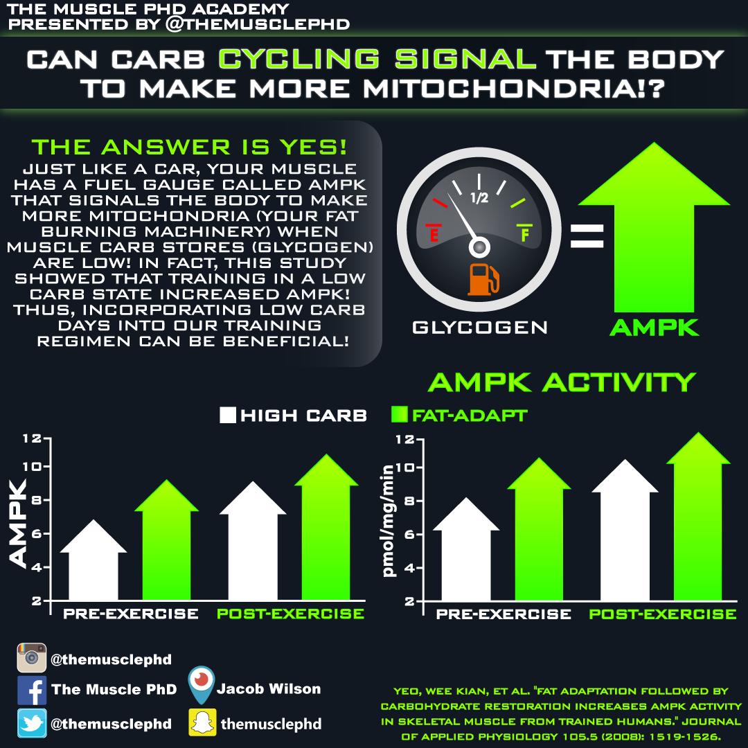 Infographics - The Muscle PhD