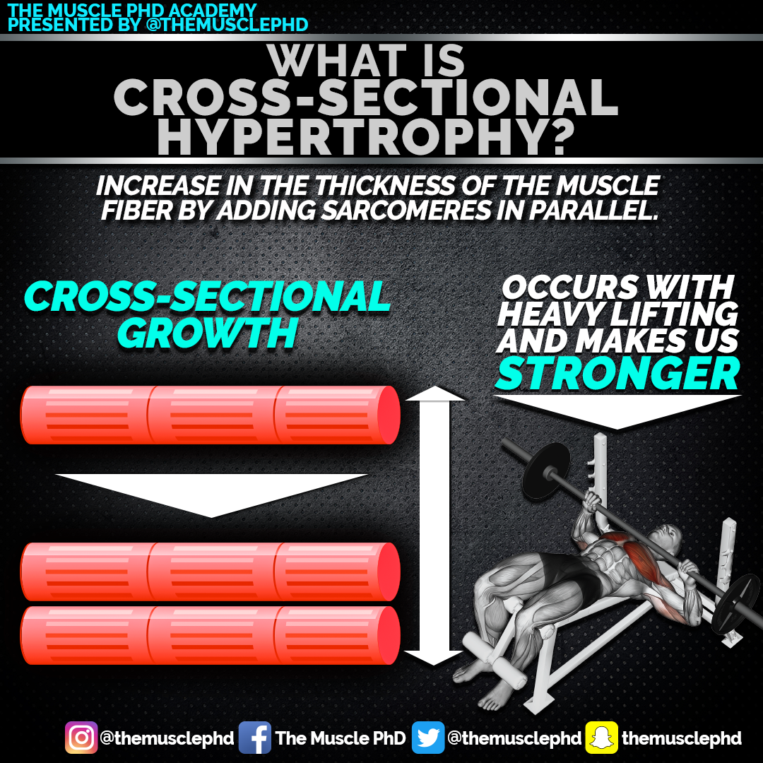 Infographics - The Muscle PhD