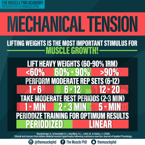 The Muscle PhD | Dr. Jacob Wilson