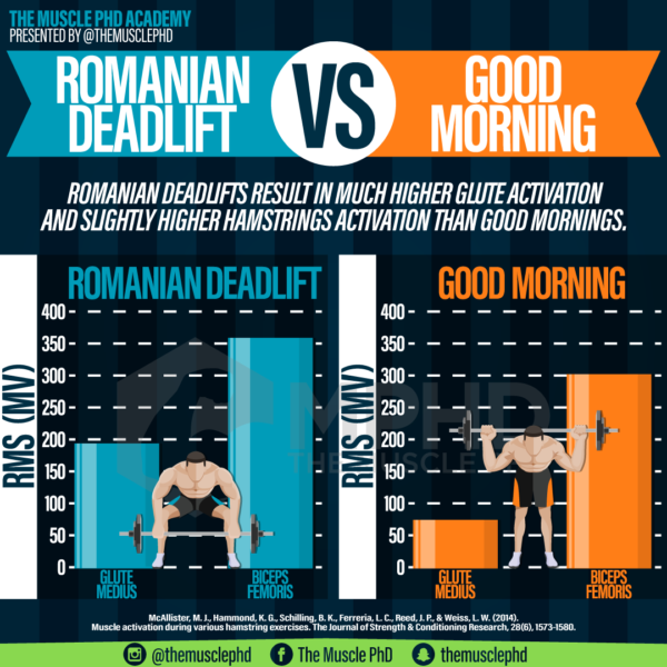 Adductors vs. Hamstrings in the Squat - The Muscle PhD