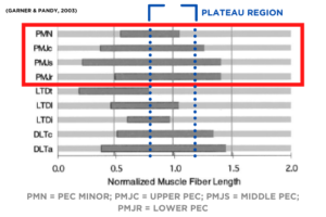 Range of Motion and Growth - The Muscle PhD